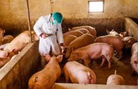 Αφρικανική Πανώλη των Χοίρων και προσλήψεις.. | Agrovoice.gr | αγροτικά ...
