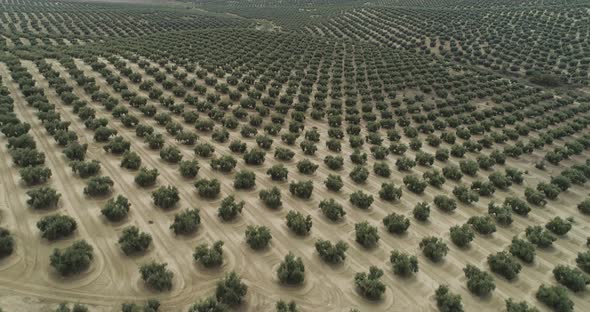 «Aceite de Jaén»: Ισπανικό ελαιόλαδο στο μητρώο προστατευόμενης ...