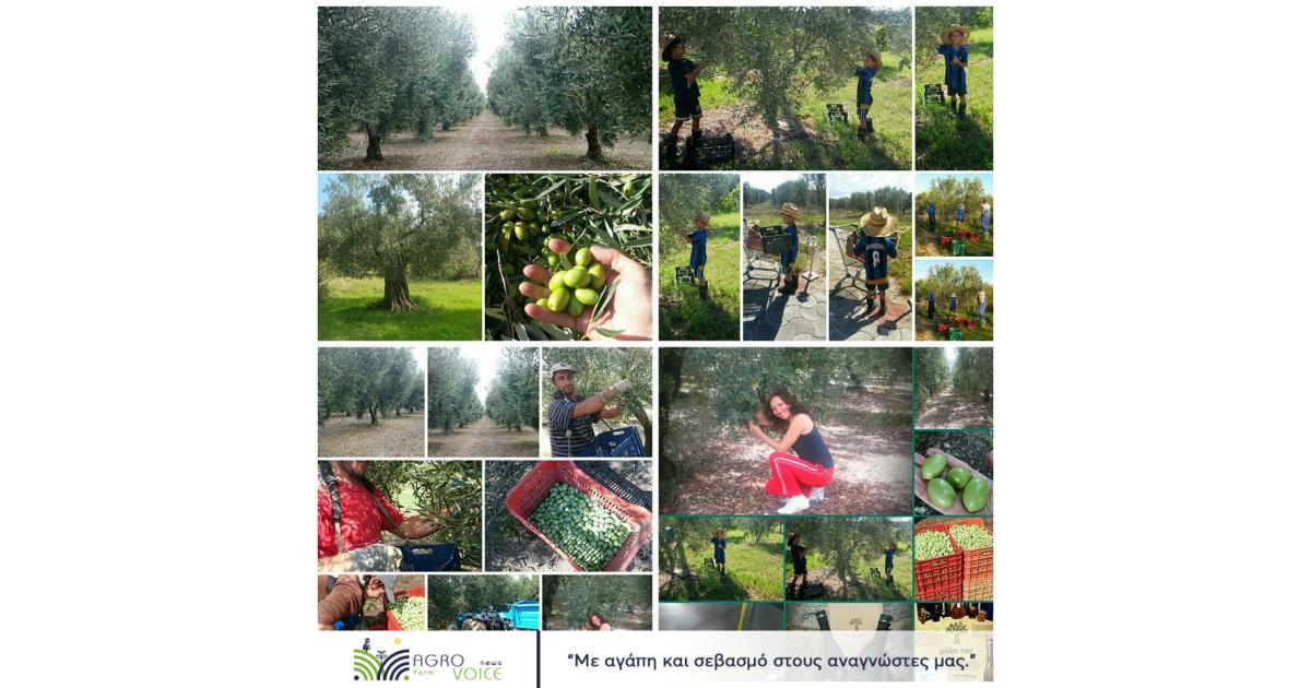 Όταν οι Ελληνίδες αγρότισσες τολμούν κι επιχειρούν | Agrovoice.gr ...